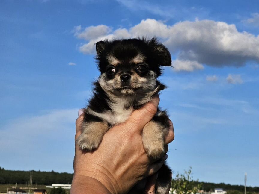 Необыкновенной красоты парень породы чихуа