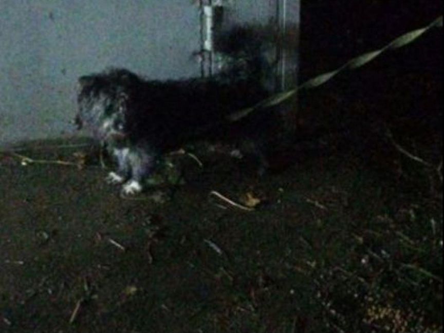 Собака. Привязана. Сейчас. Ночью