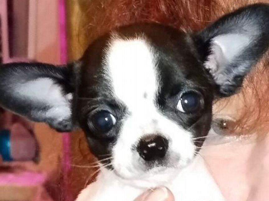 Щенки чихуахуа