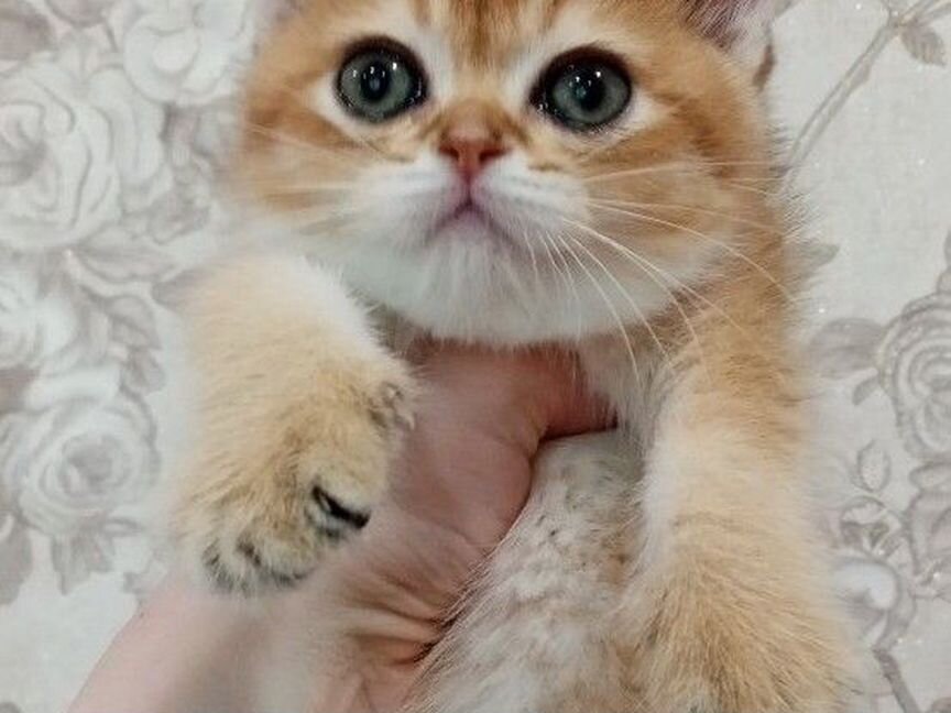 Шиншилловые золотые котята скоттиш страйт