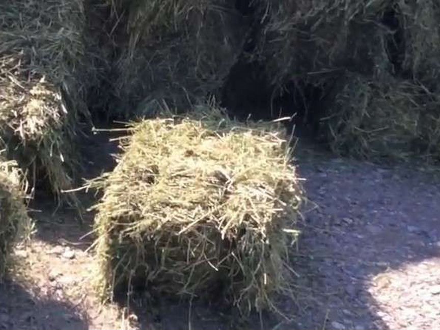 Солома в тюках с травой, зерном