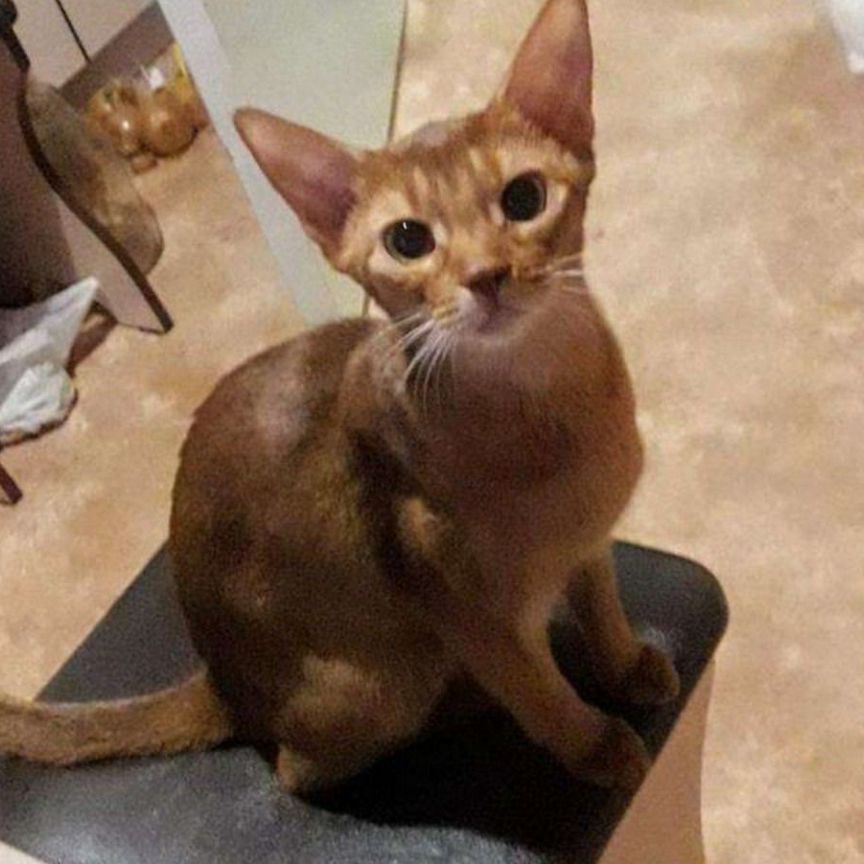 Абиссинская, взрослая кошка