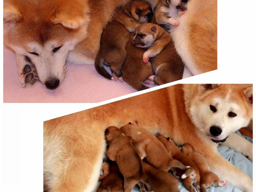 Щенки aкиты