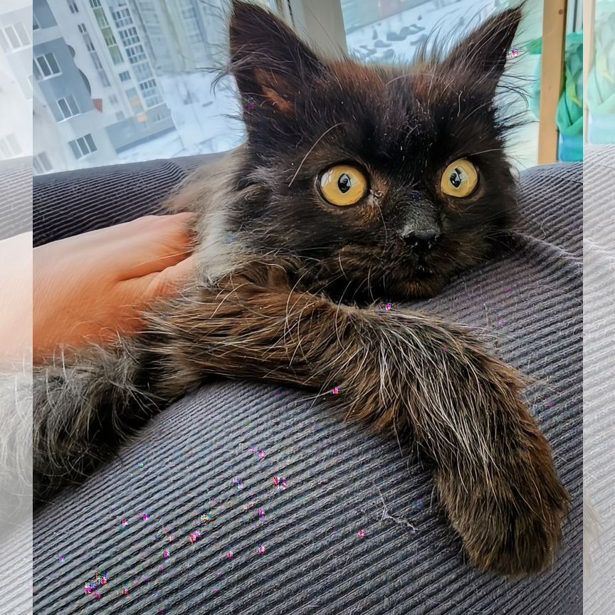 Котёнок в добрые руки