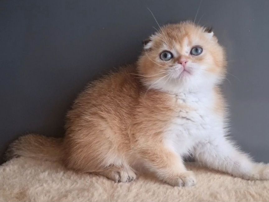 Мальчик золотая шиншилла