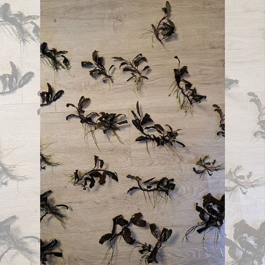 Буцефаландры