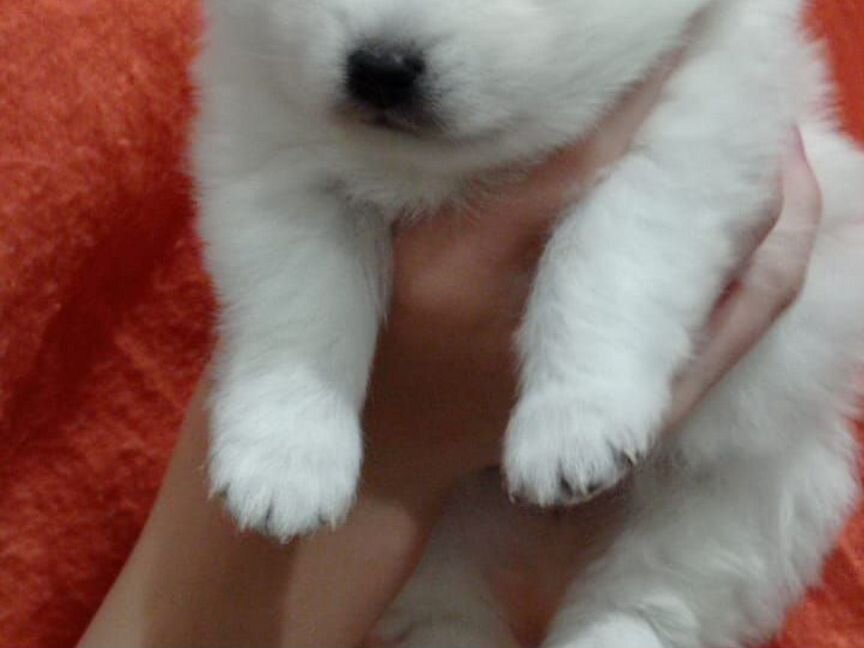 Японский шпиц щенки бронь