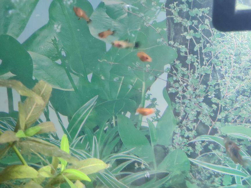 Аквариумные рыбки меченосцы