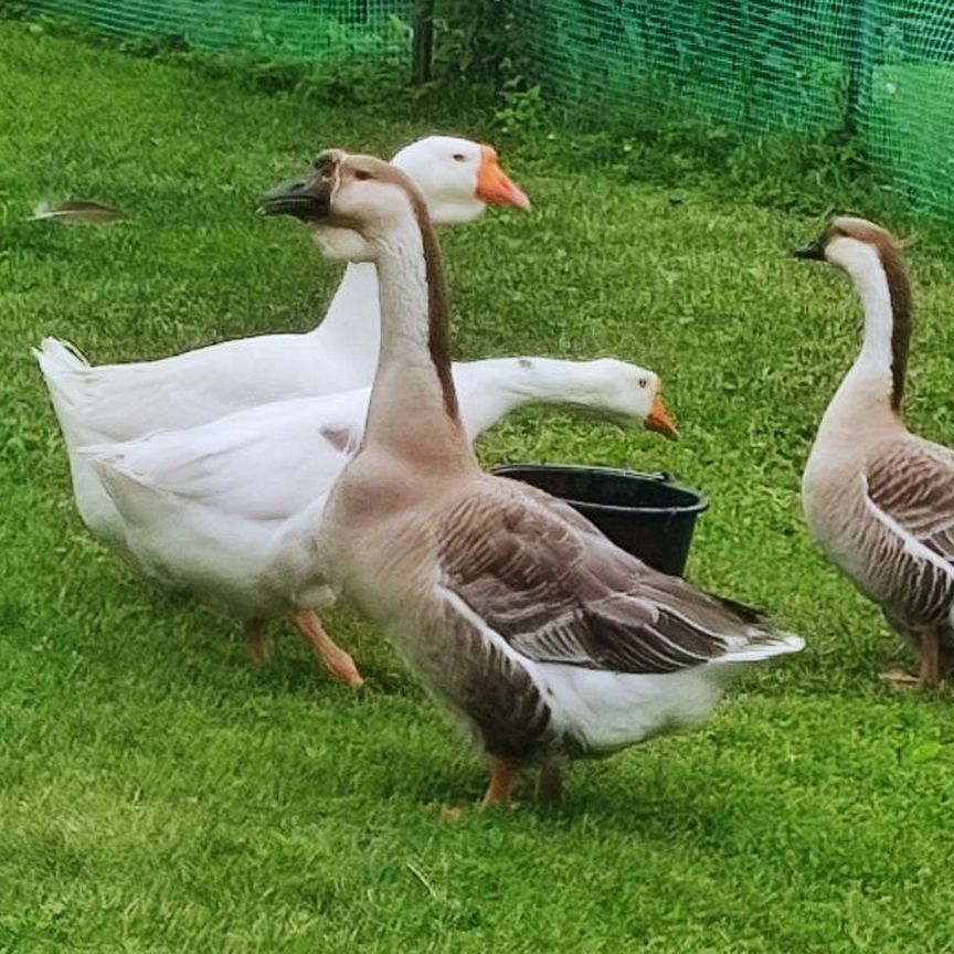 Гусята суточные