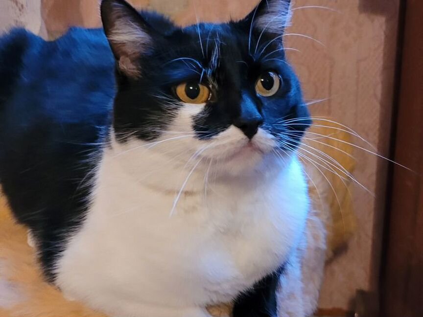 Кошка ищет самый лучший дом