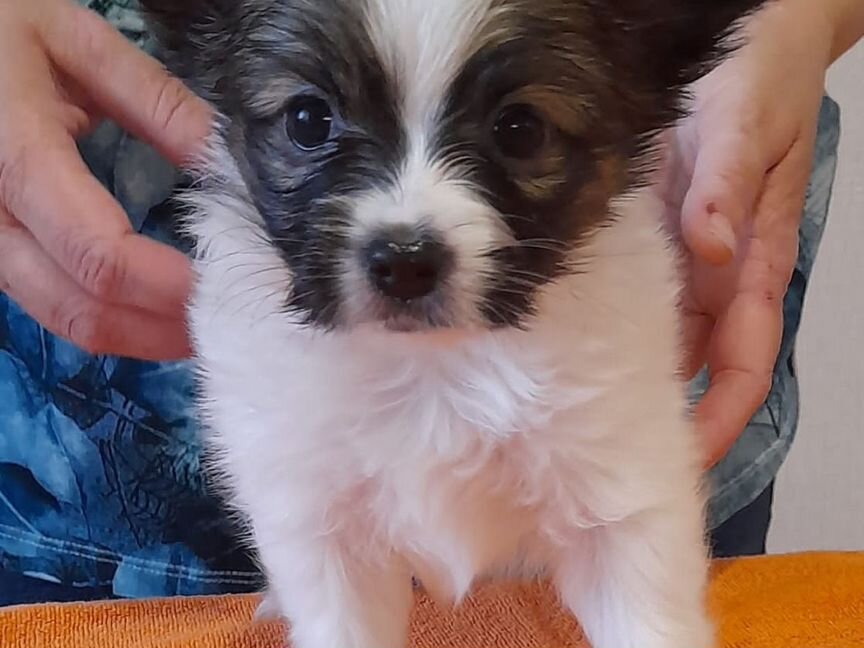 Щенки папийона