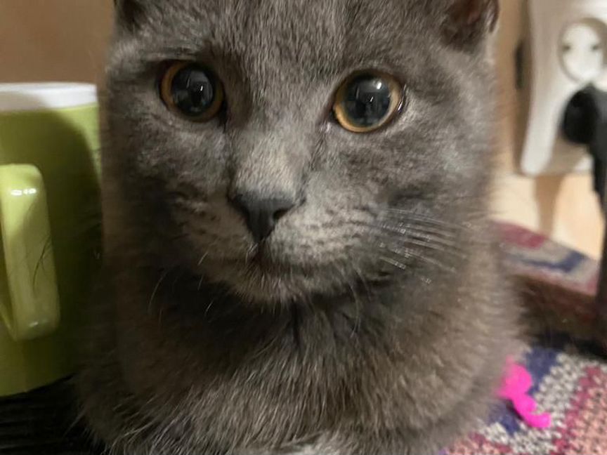 Русская голубая