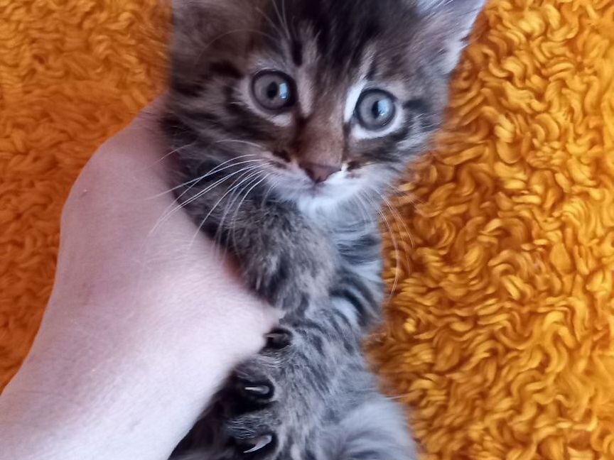 Мейн-кун Иии