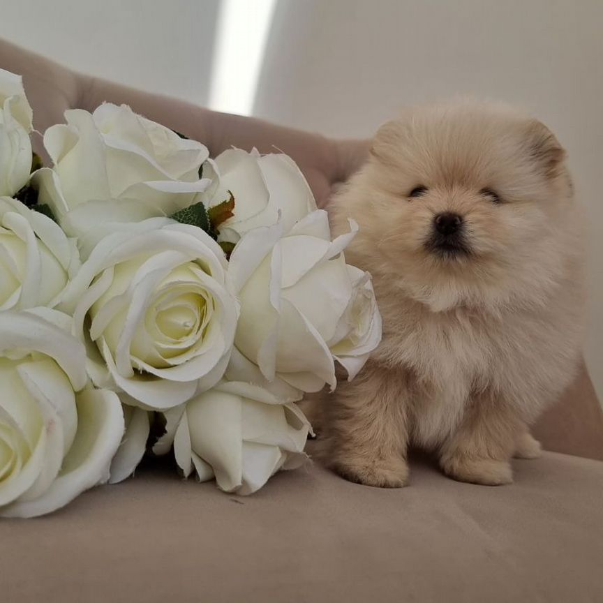 Померанский шпиц девочка супер медведь