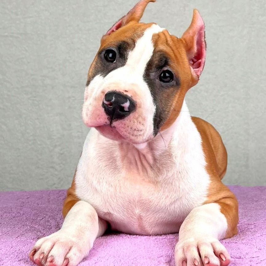 Американский стаффордширский терьер, щенок