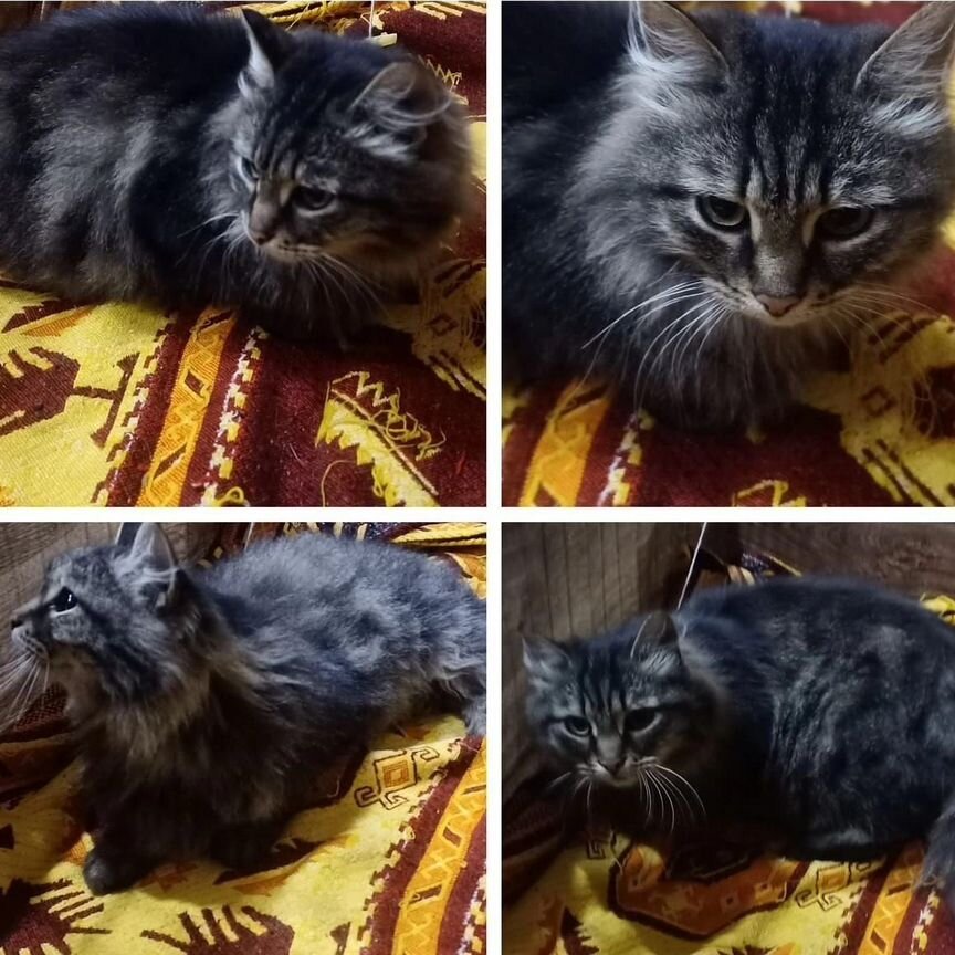 Кошечка и котик ждут своих хозяев