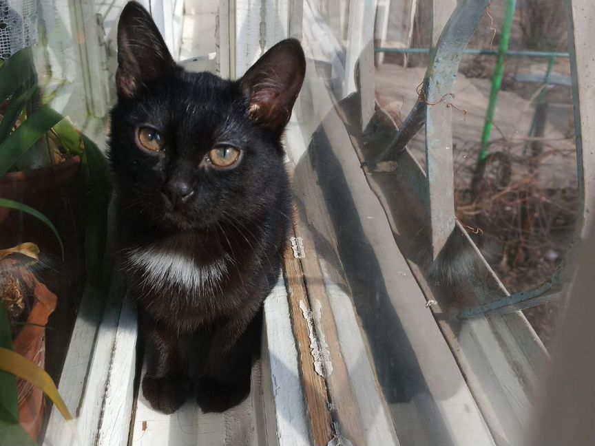 Домашний пантер