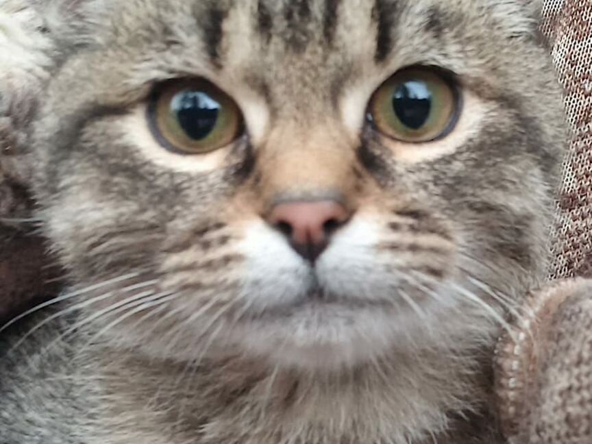 Котенок 2. 5 месяца