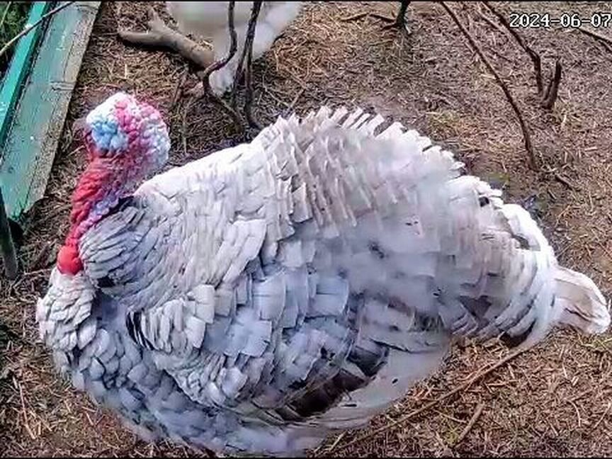 Индюки на племя