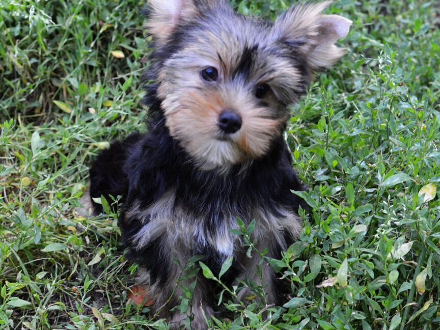 Йоркширский терьер щенки