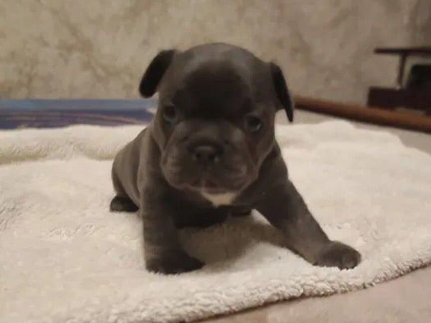 Французский бульдог с прекрасным окрасом