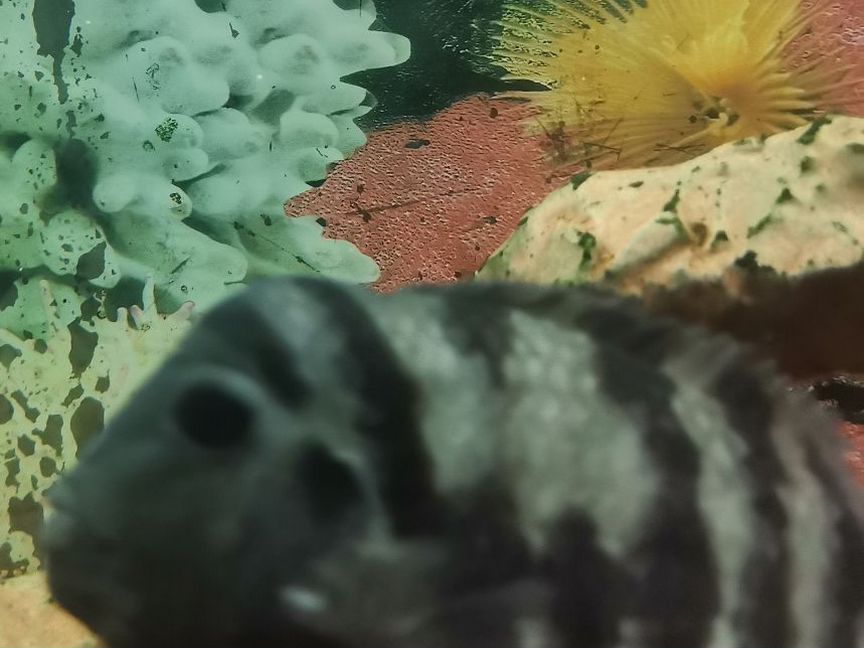 Чернополосая цихлазома