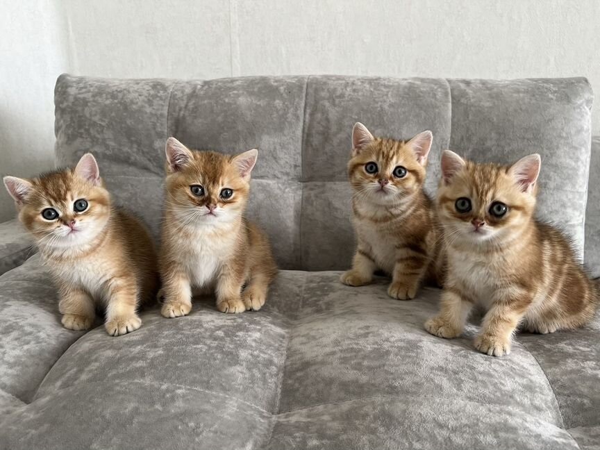 Котята Золотая шиншилла