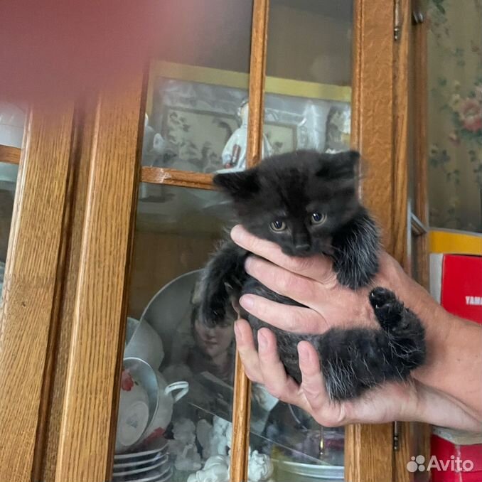 Норвежский лесной мальчик