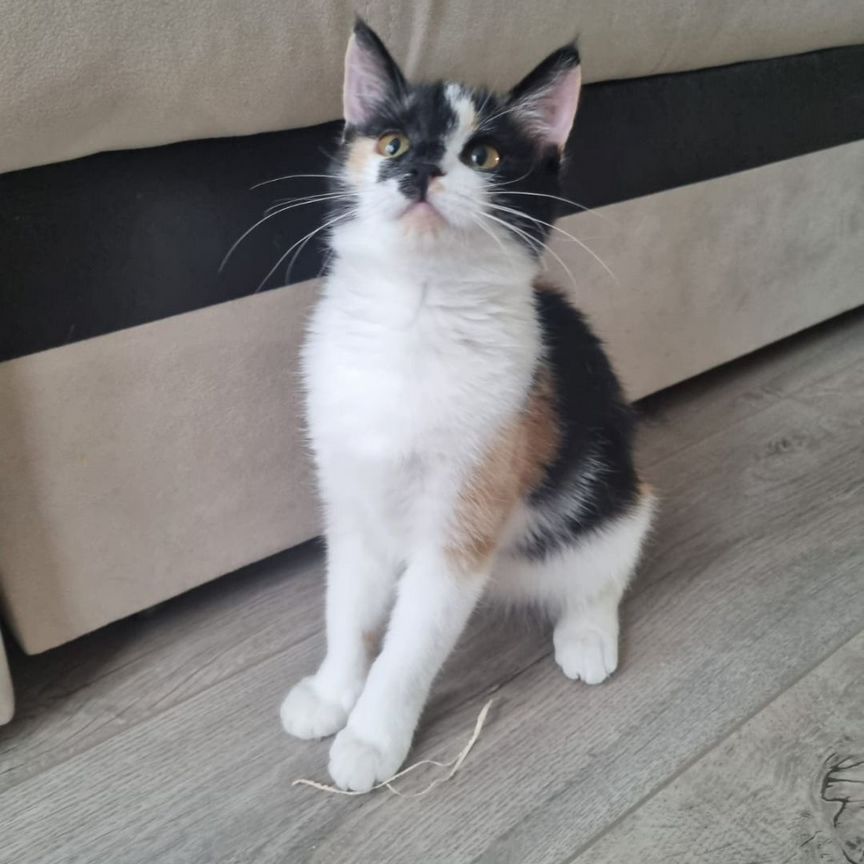 Трехцветное счастье в Ваши добрые руки