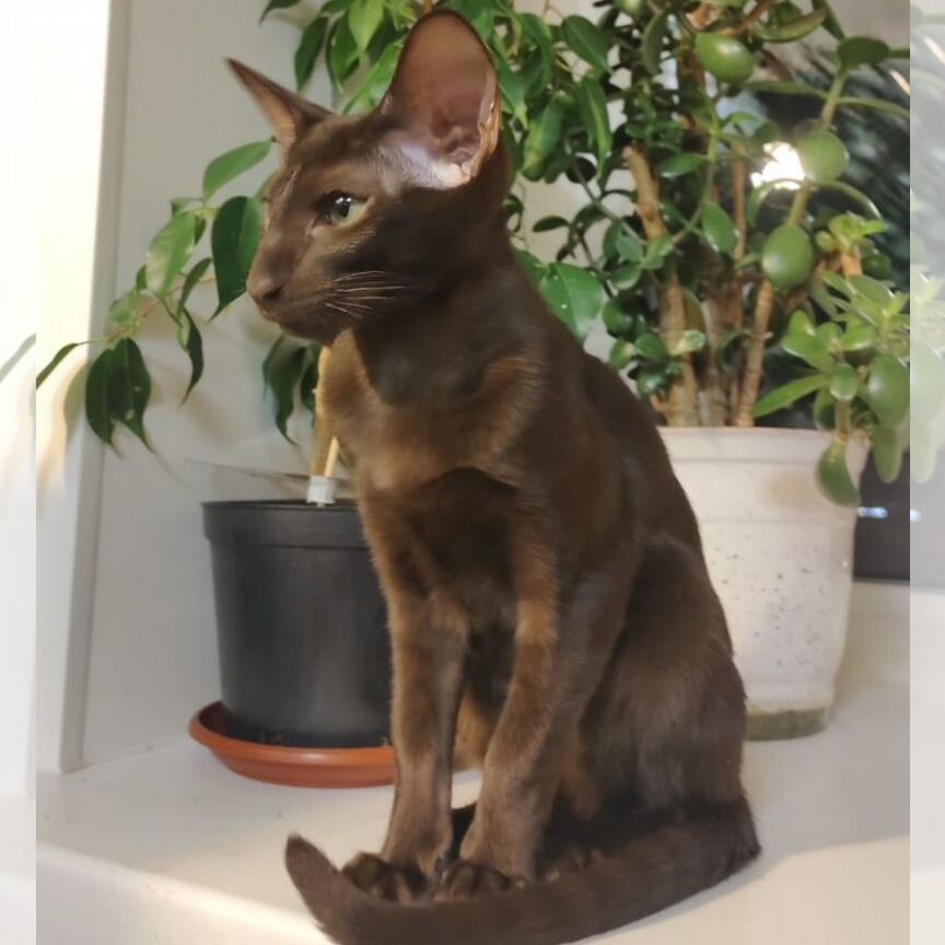Ориентальный котёнок