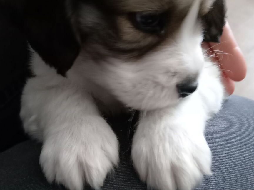 Щенок кавалер кинг чарльз спаниель