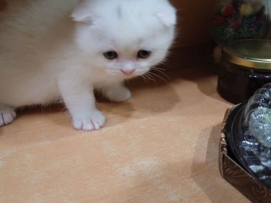 Кошки породистые вислоухие