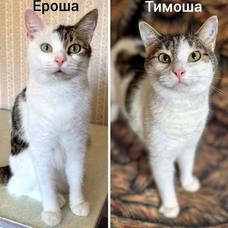 Коты братья неразлучники в добрые руки