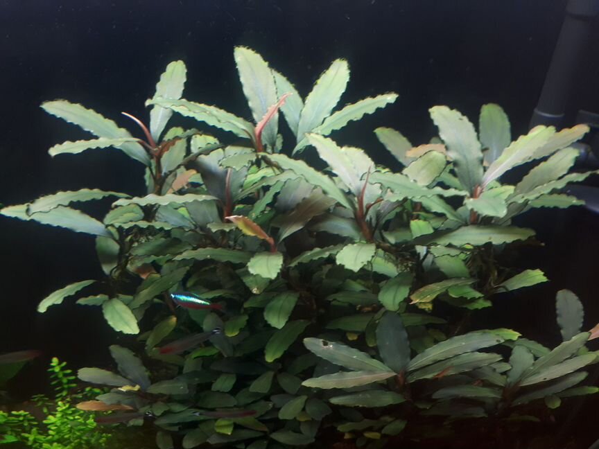 Буцифаландра