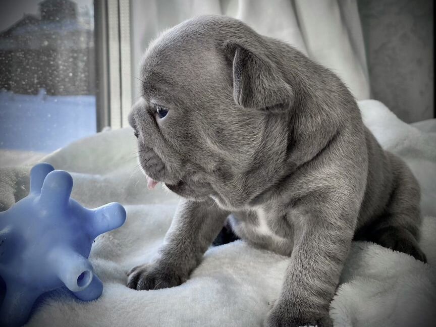 Французский бульдог лиловые мальчики