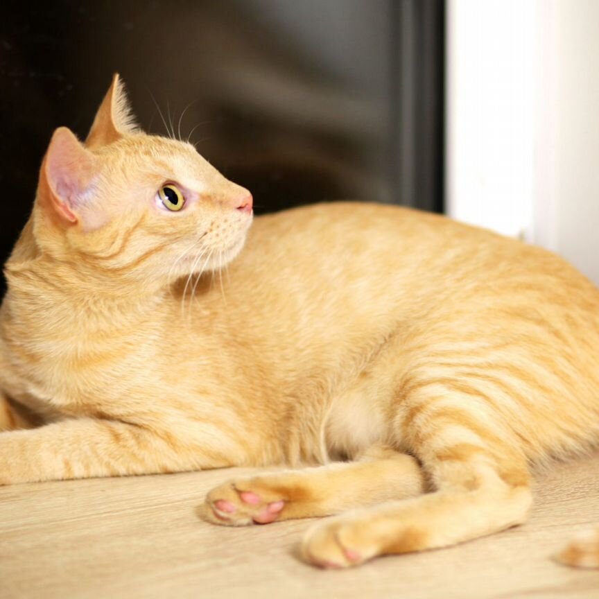 Котик в добрые руки