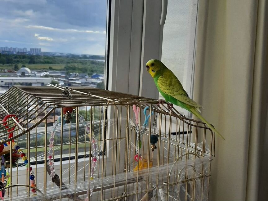 Волнистый попугай с клеткой и игрушками