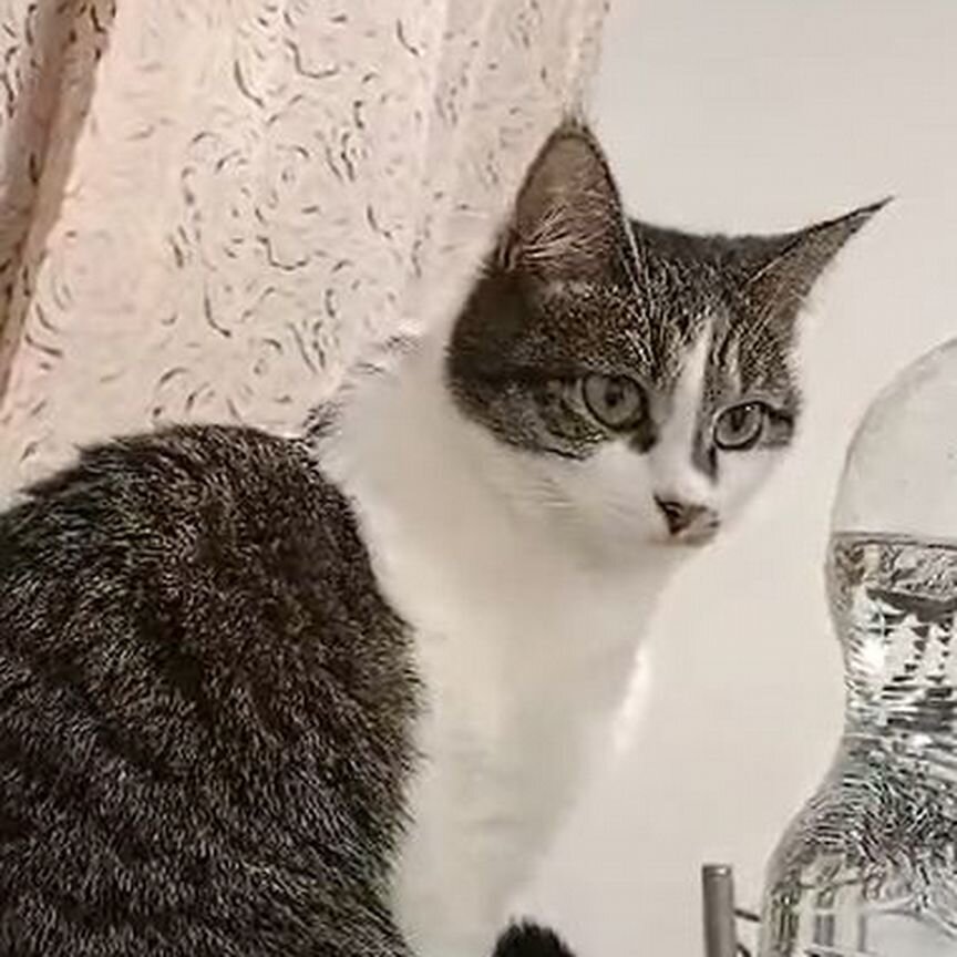 Молоденькая кошечка ищет хороших хозяев