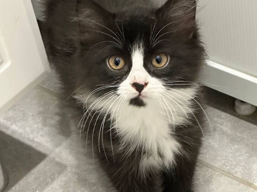 Отдам котёнка в добрые руки