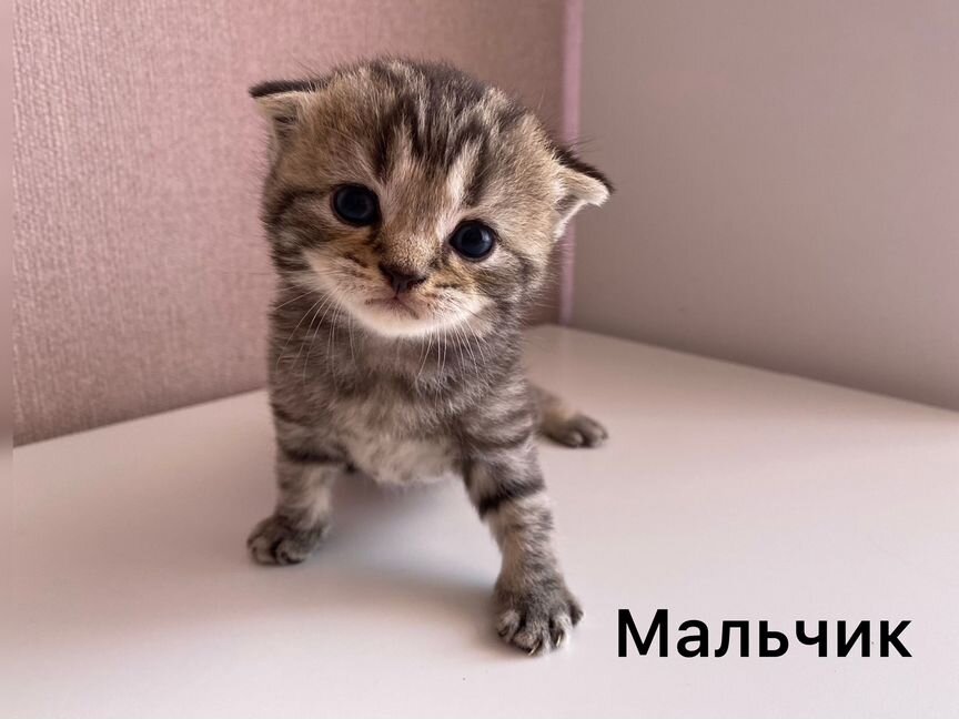 Шотладскте вислоухие котята