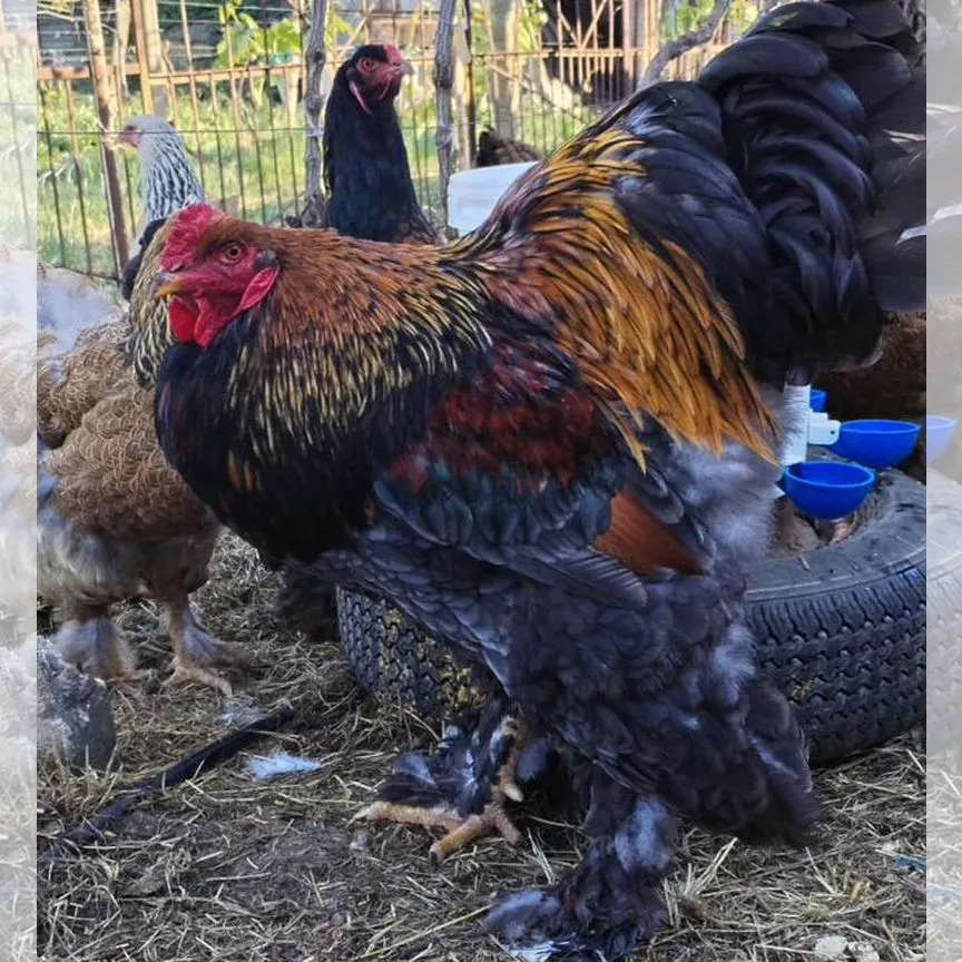 Инкубационное яйцо кур брама