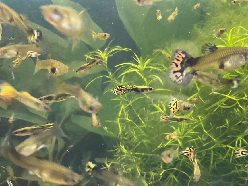 Аквариумные рыбки гуппи