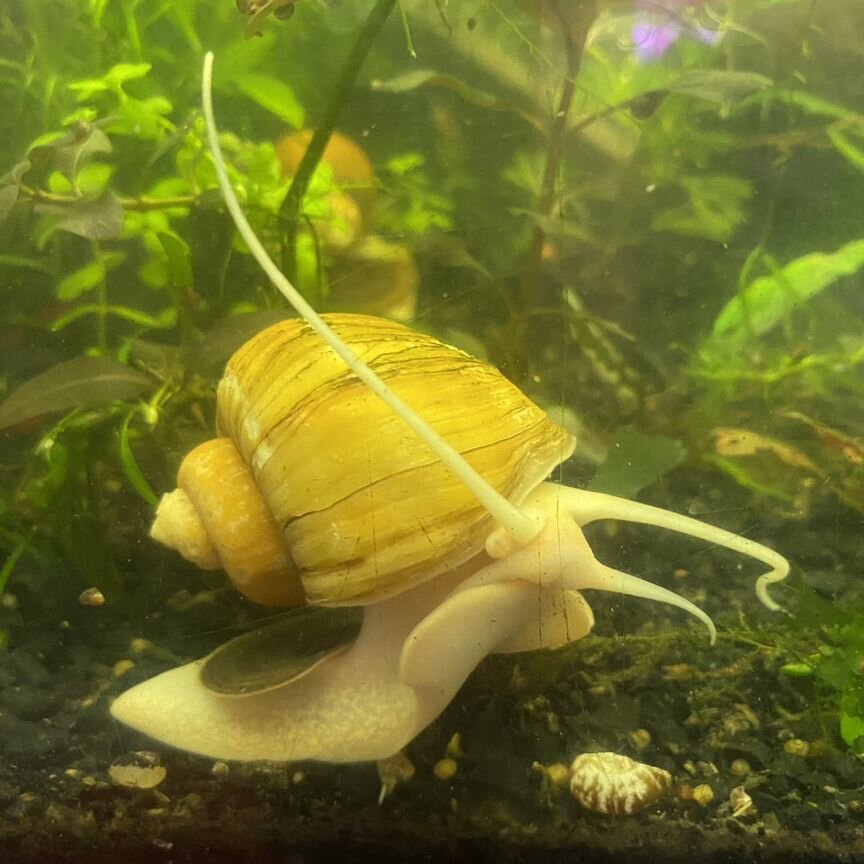 Улитки аквариумные ампулярии