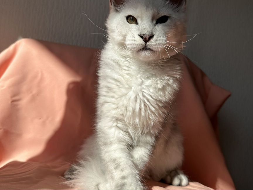 Котята мейн кун