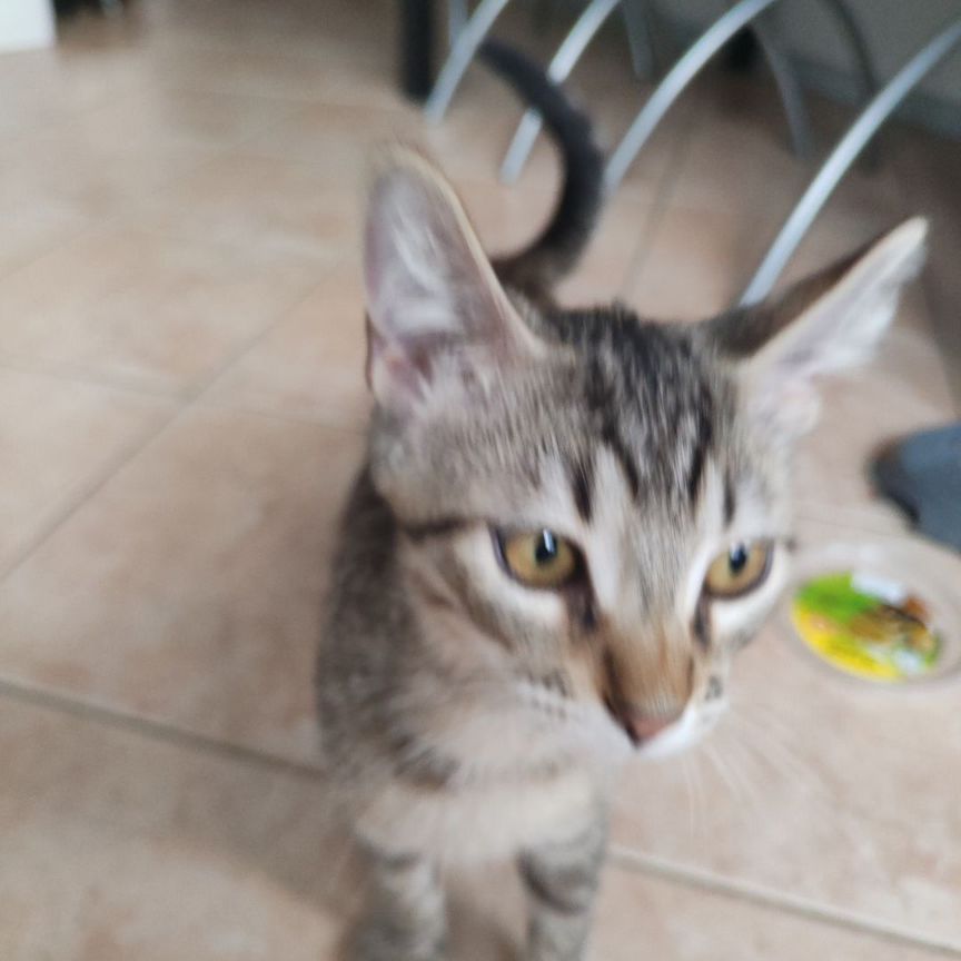 Котенок, Анатолий Пантелеймонович