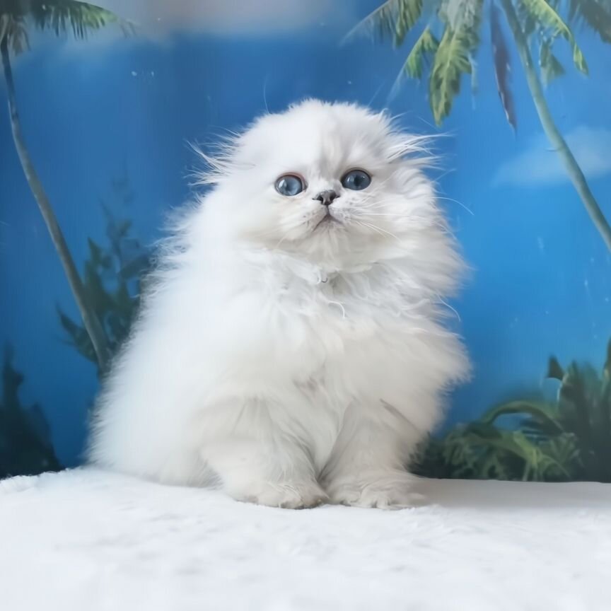 Шотландский вислоухий длинношёрстный котёнок