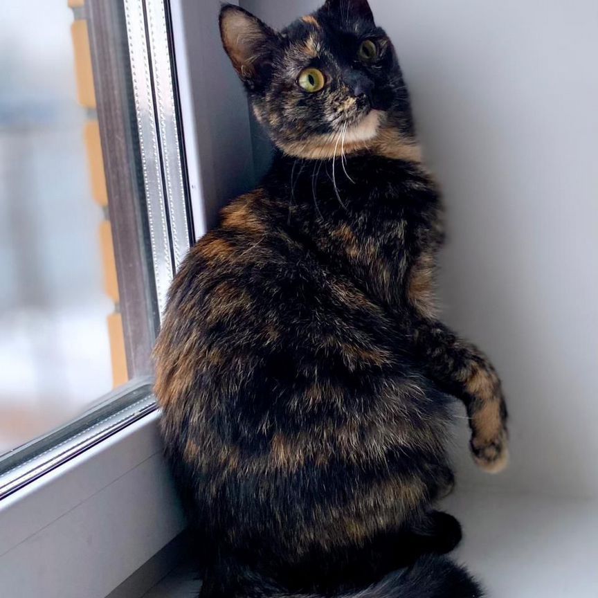 Котик в добрые руки