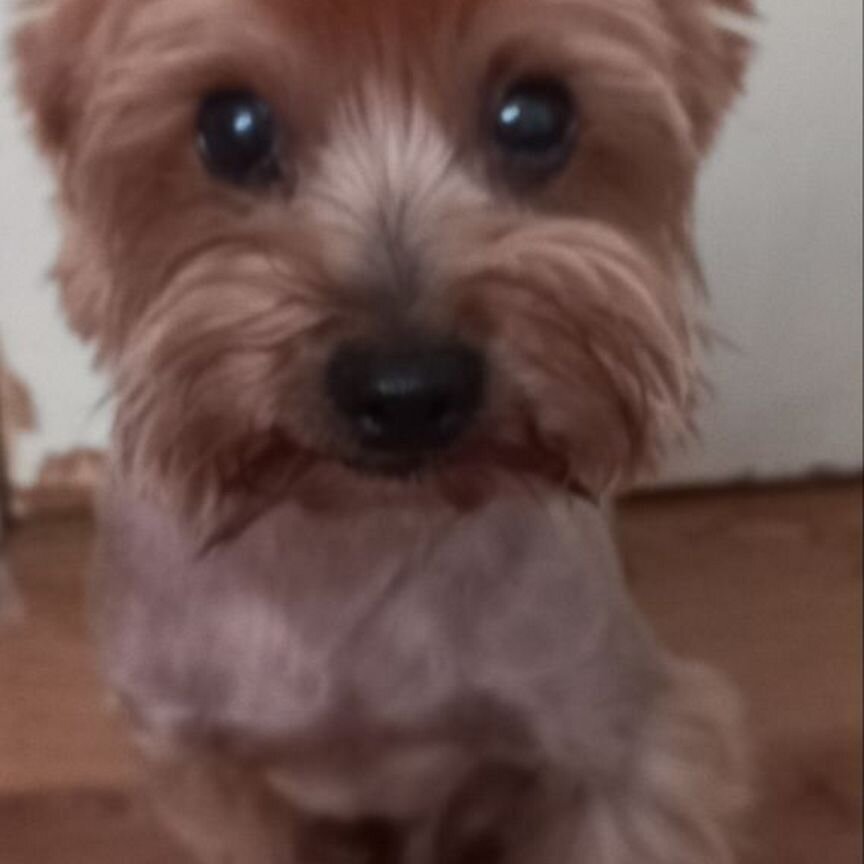 Найдена собака