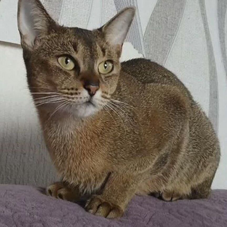 Абиссинская, взрослая кошка