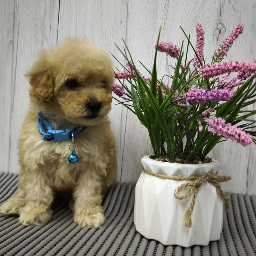 Карликовый пудель, щенок